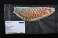 Rassau Seafood GmbH - Unser Erfolgsrezept seit über 35 Jahren